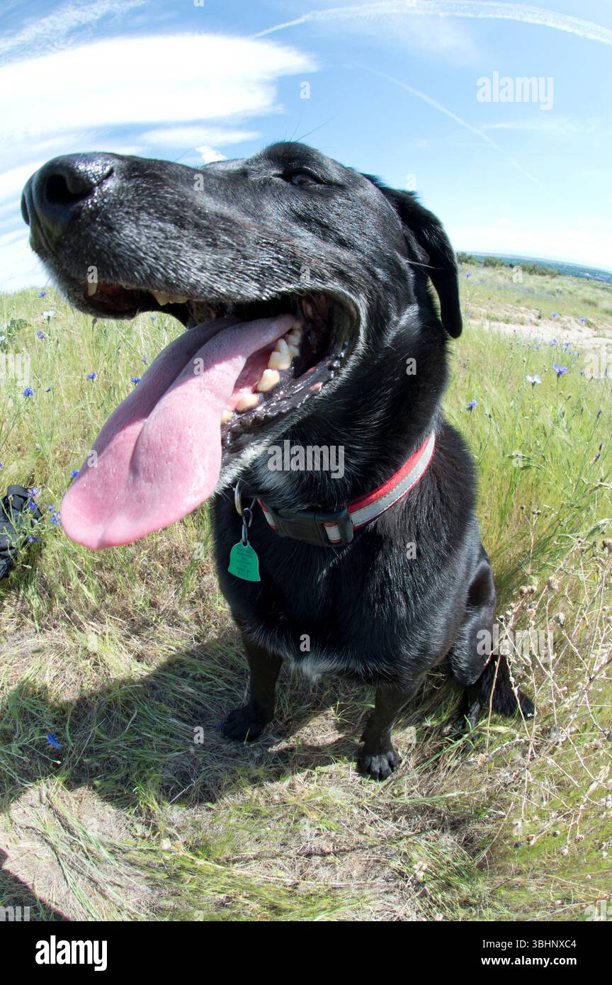 Dogs gigantic tongue hi-res stock photography and images - Alamy
