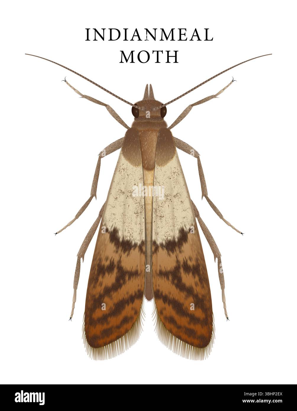 The Formidable Indian Meal Moth Stock Photo - Alamy