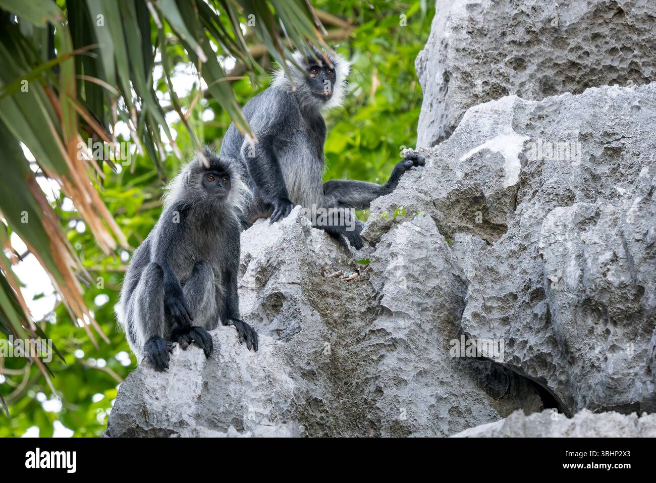 Germain's Langur - Trachypithecus germaini, rare endagered Old World ...