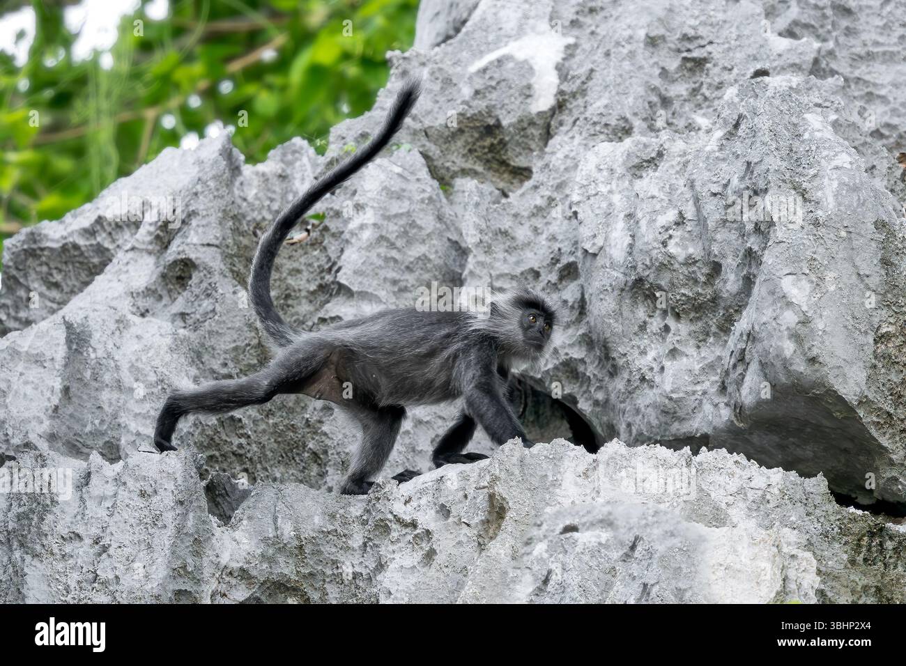 Germain's Langur - Trachypithecus germaini, rare endagered Old World ...
