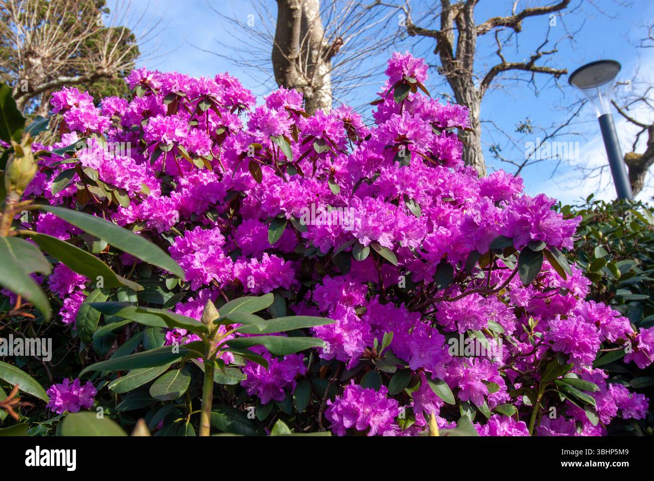 A vibrant close-up captures the exuberant beauty of bright pink ...