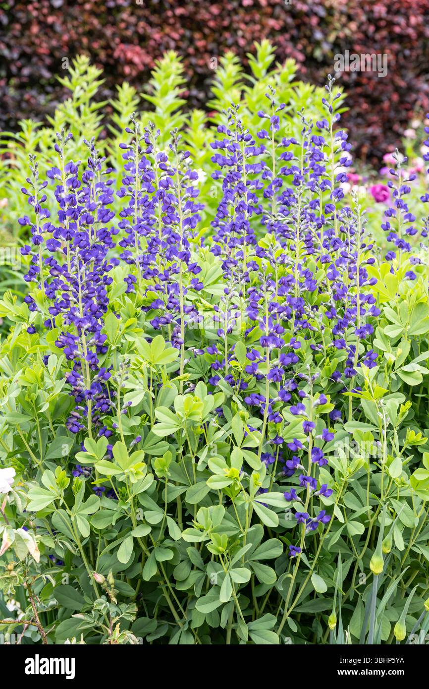 Baptisia australis-Blue false indigo Stock Photo - Alamy