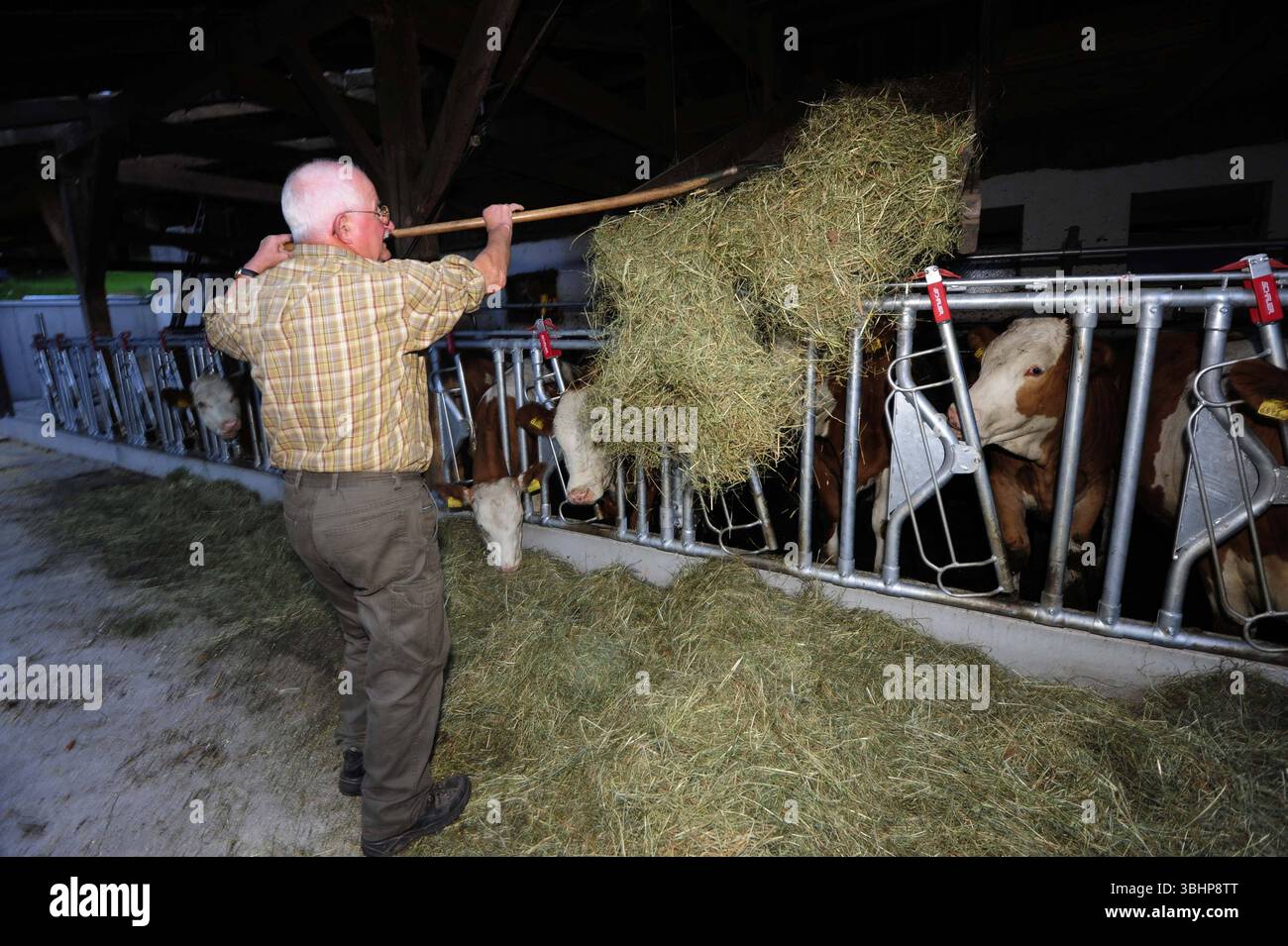 Farmer feeding cows with hay, cattle breeding and livestock farming ...