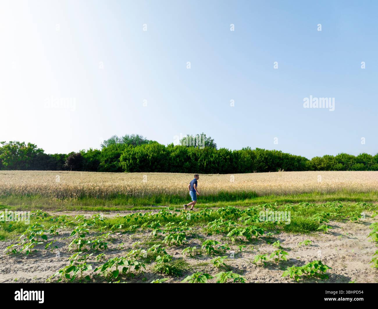 A man running in nature for his better health Stock Photo - Alamy