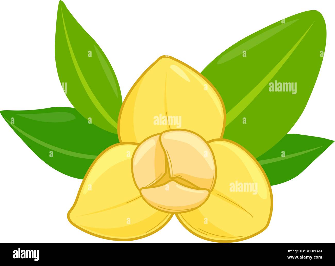 Cambodia flower illustration rumdul flowers Stock Vector Images - Alamy
