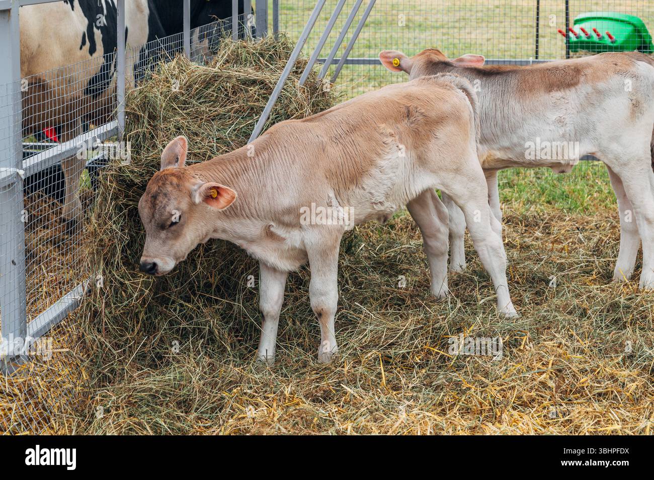 young calf of Swiss cattle breed Stock Photo - Alamy