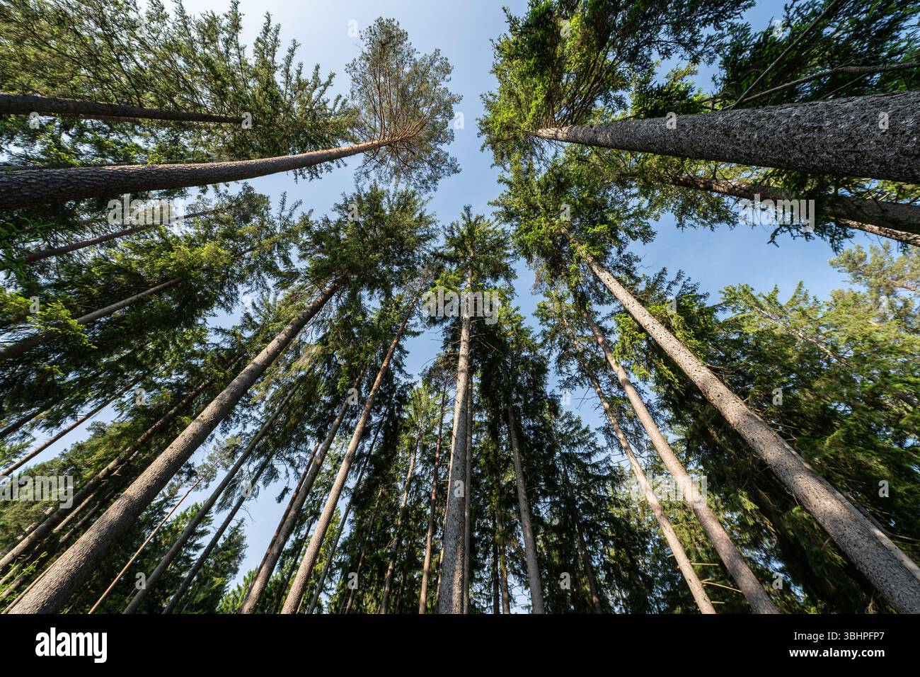Villingen Schwenningen, Germany. 11th June, 2025. Conifers stand in a ...