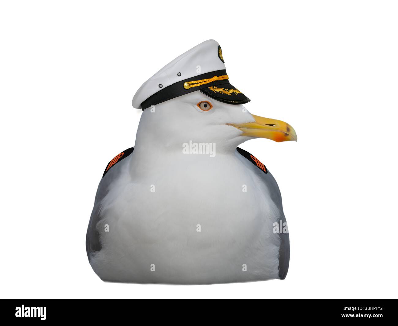portrait seagull in a sea captain's cap isolated on a white background ...