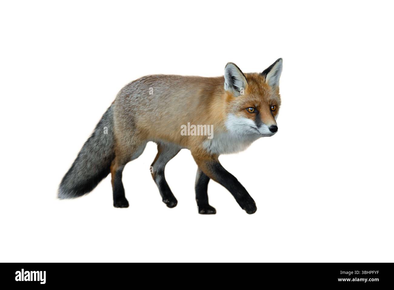 Red fox vulpes isolated Cut Out Stock Images & Pictures - Alamy