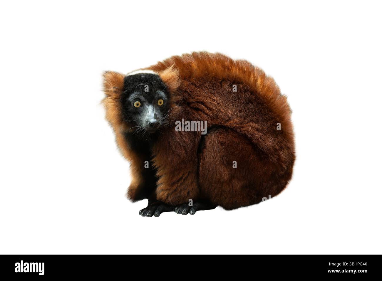 Colorful lemur Cut Out Stock Images & Pictures - Alamy