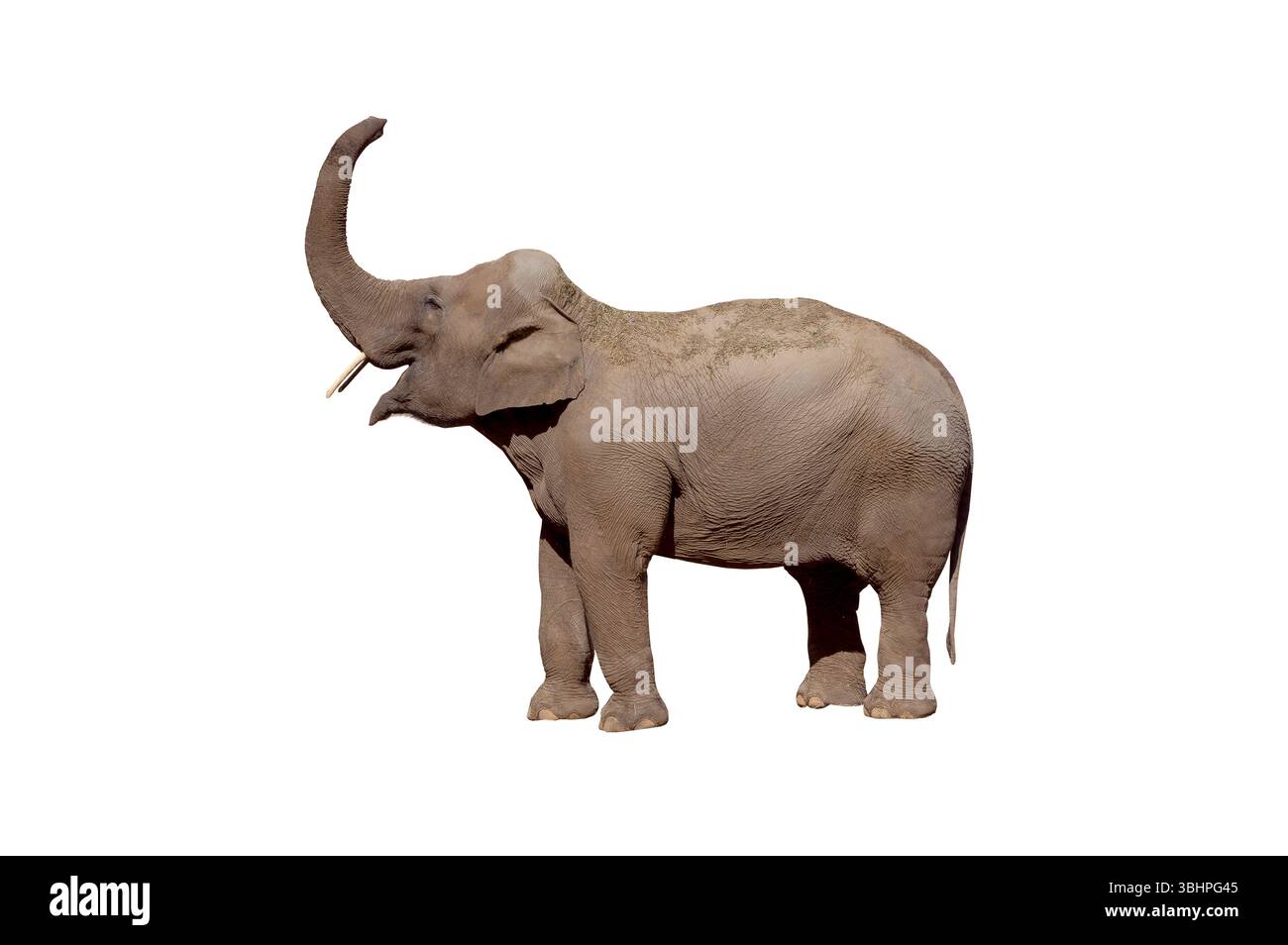 asian elephant with raised trunk isolated on white background Stock ...