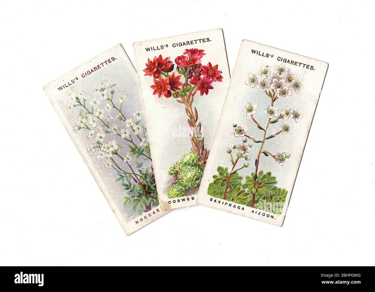 Vintage cigarette cards featuring alpine flowers on a white background ...