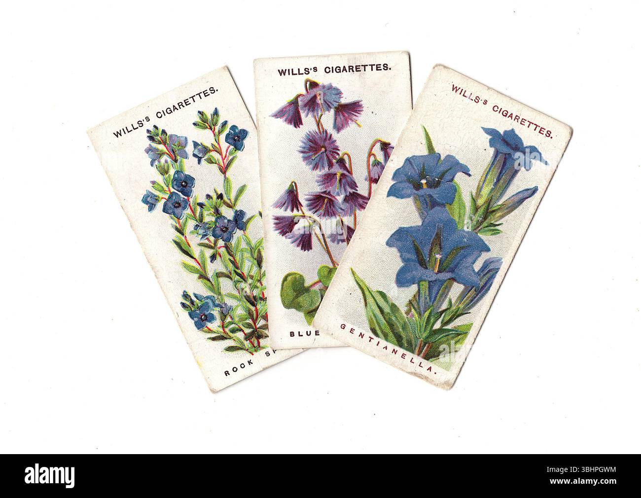 Vintage cigarette cards featuring alpine flowers on a white background ...