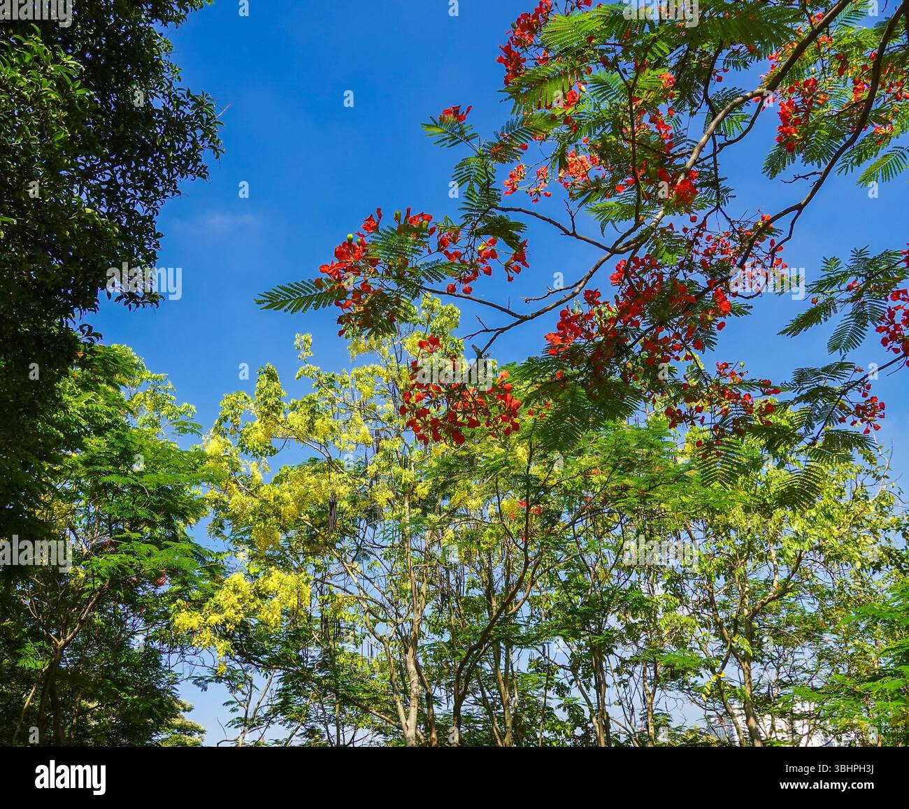 Phoenix flowers bloom in Xiamen City, southeast China's Fujian Province ...