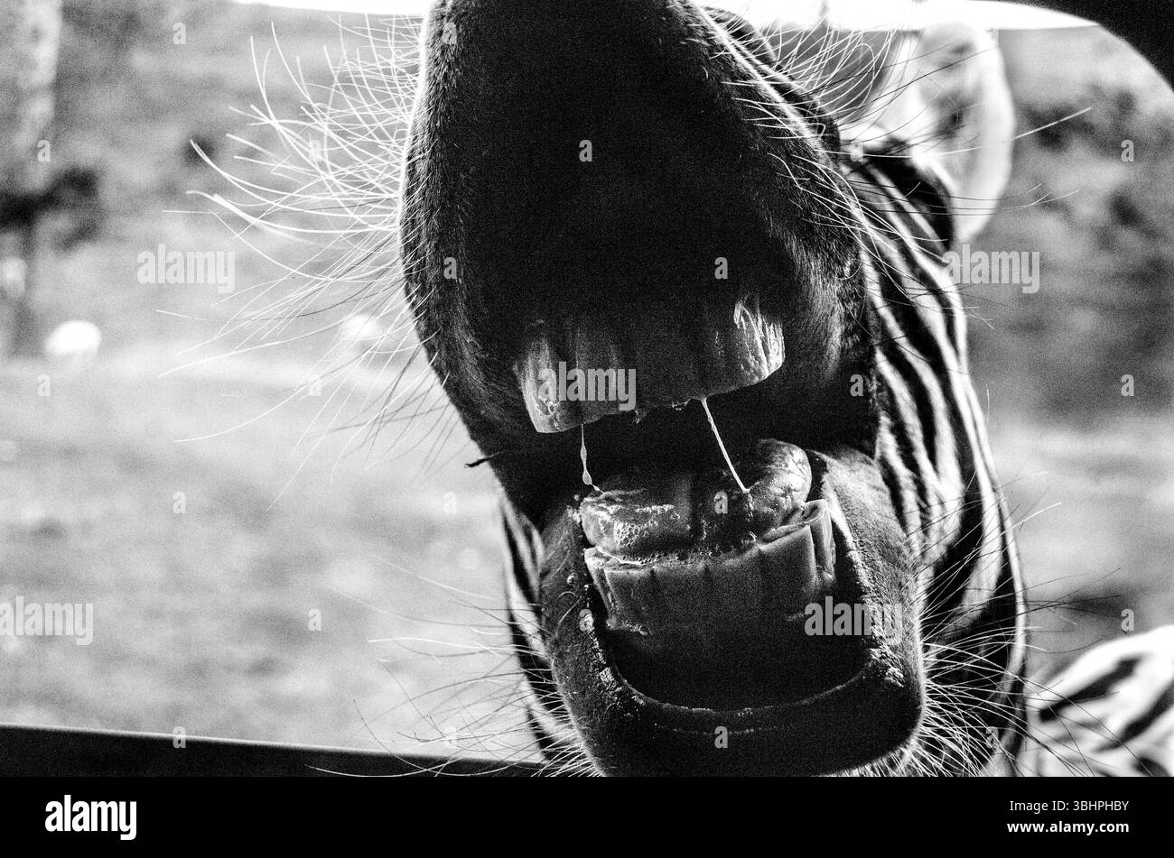 Zebra showing teeth hi-res stock photography and images - Alamy