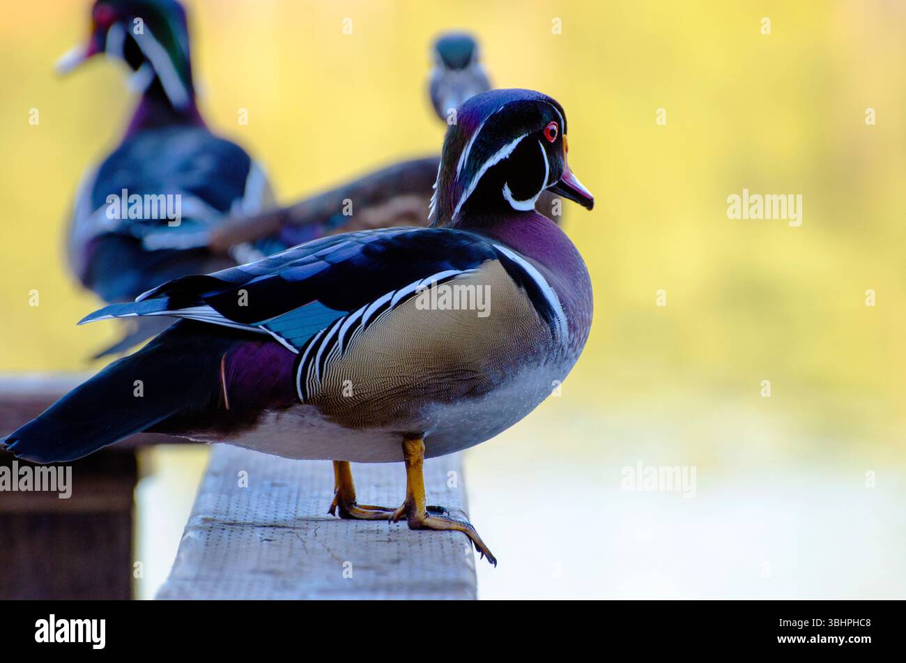 Wood duck, Seattle Stock Photo - Alamy
