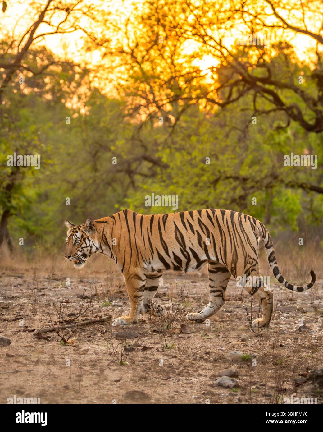 wild female bengal tiger panthera tigris bandhavgarh national park ...