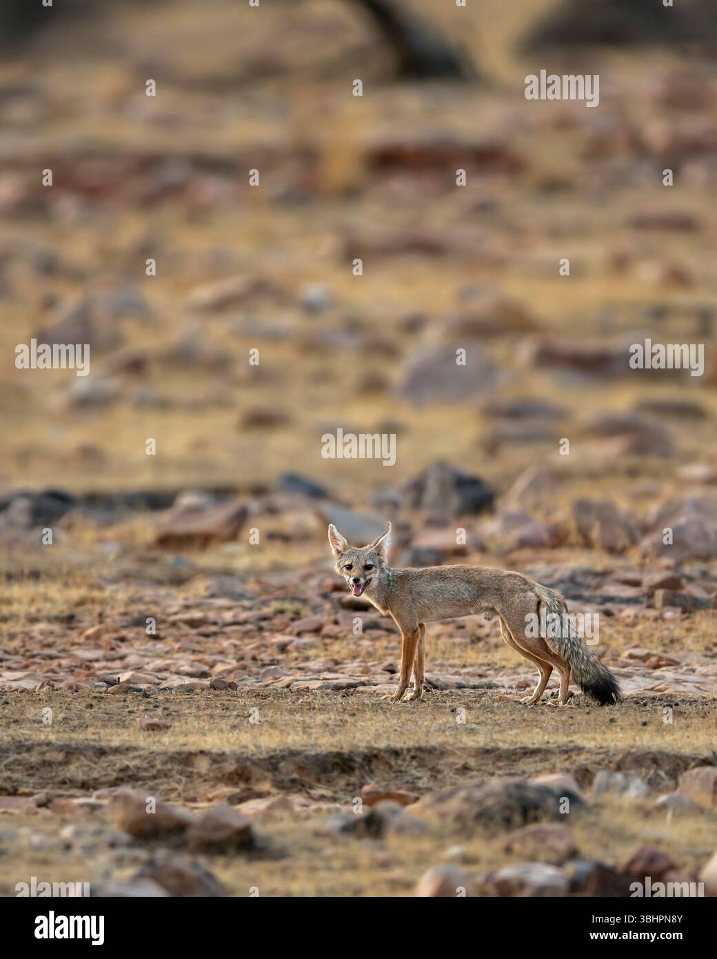 indian fox or Bengal fox or Vulpes bengalensis at ranthambore national ...