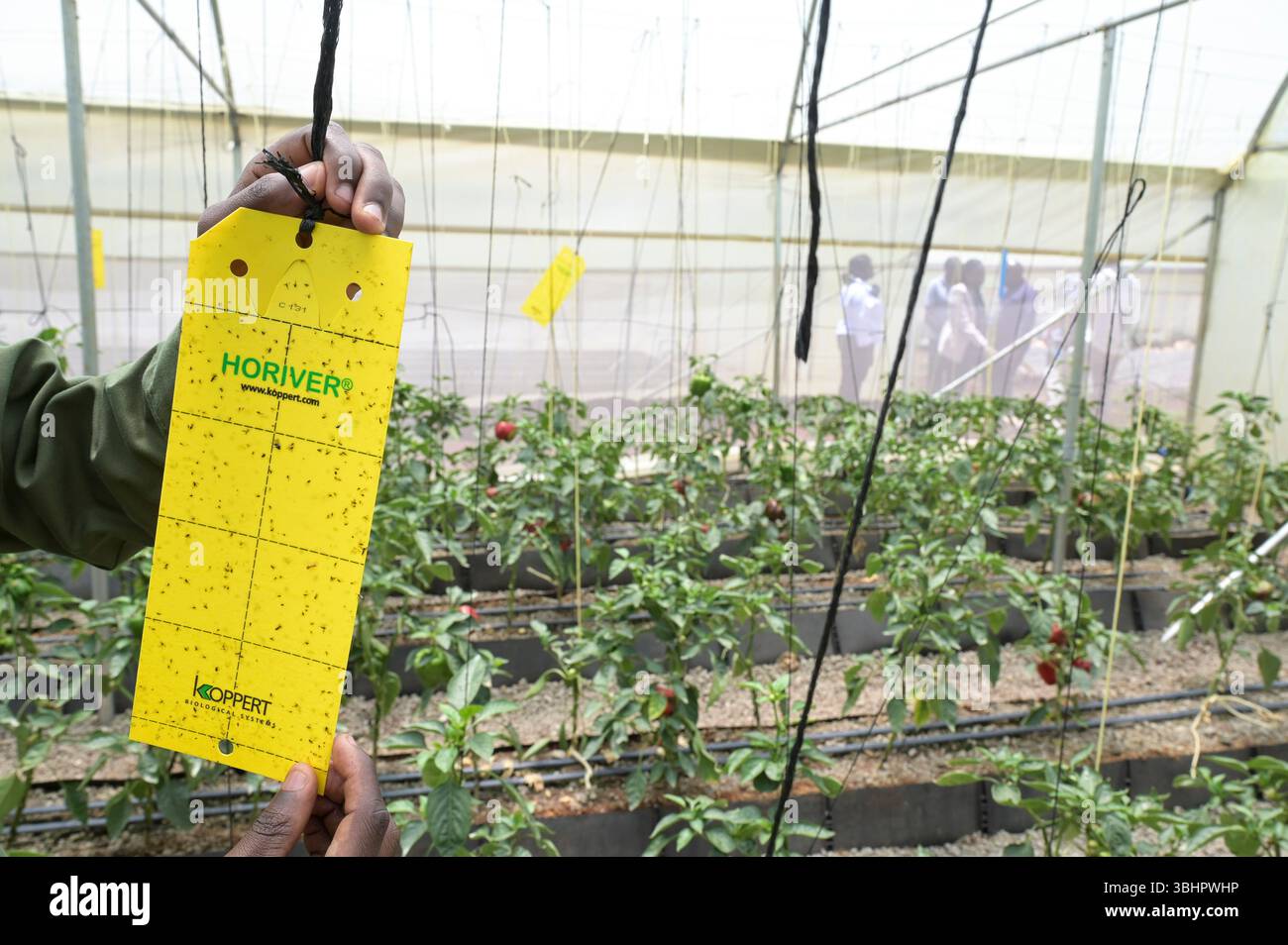 KENYA, Nairobi, Tigoni, Hydroponic farming, capsicum in volcano soil ...