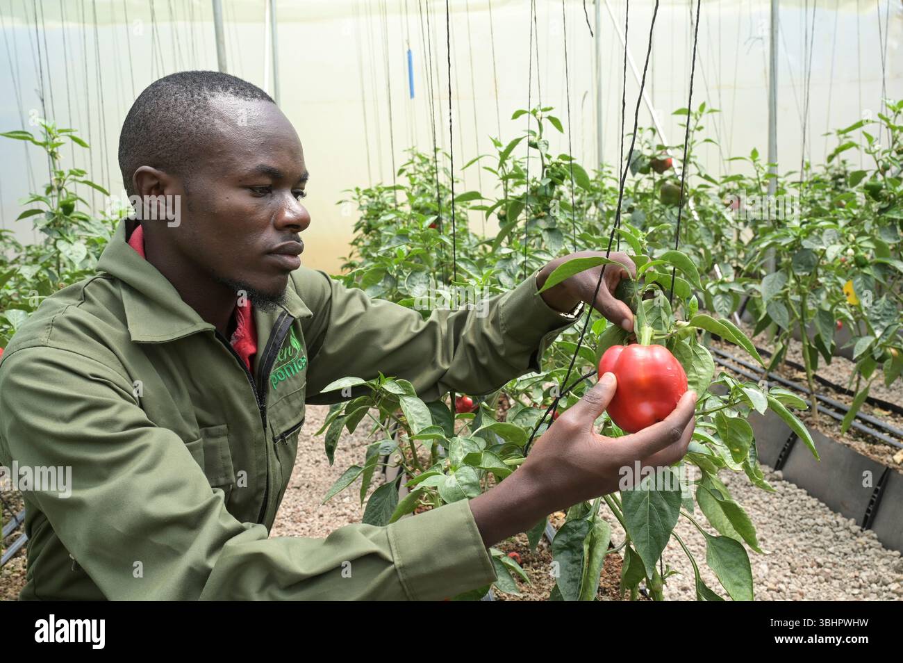 KENYA, Nairobi, Tigoni, Hydroponic farming, capsicum in volcano soil ...