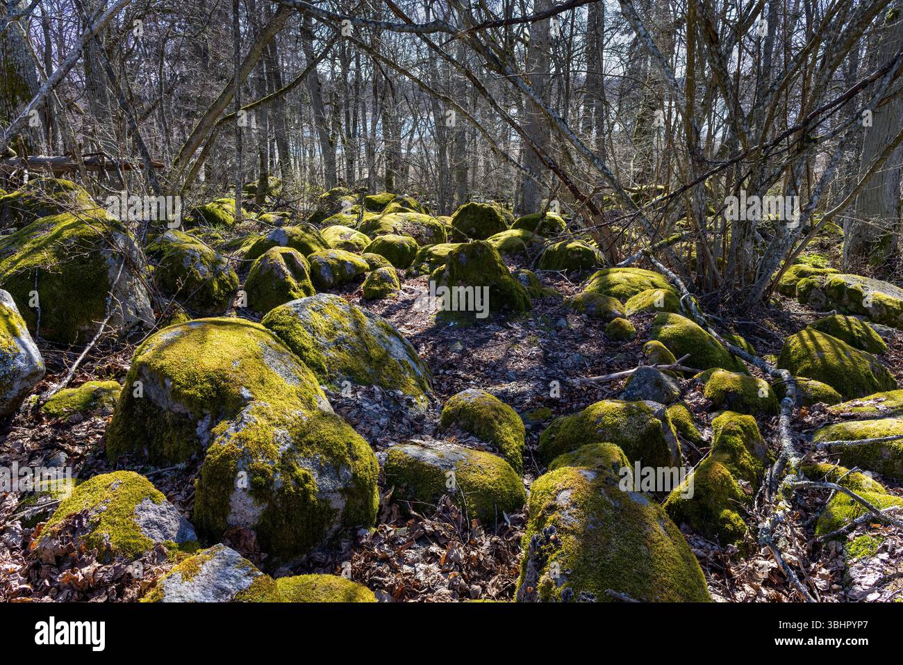 Rocks moss in sea hi-res stock photography and images - Alamy