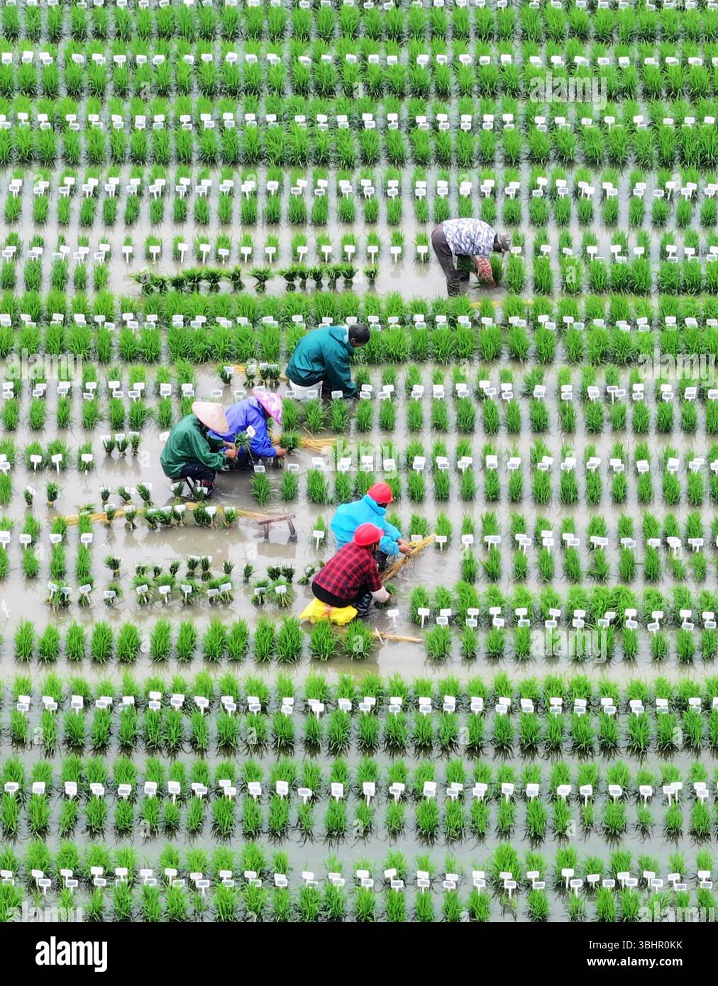 Aerial photo shows farmers transplanting rice seedlings in the paddy ...