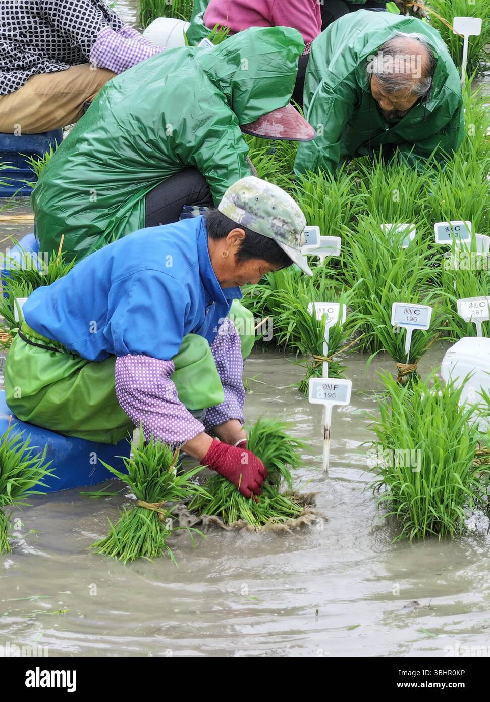 Aerial photo shows farmers transplanting rice seedlings in the paddy ...