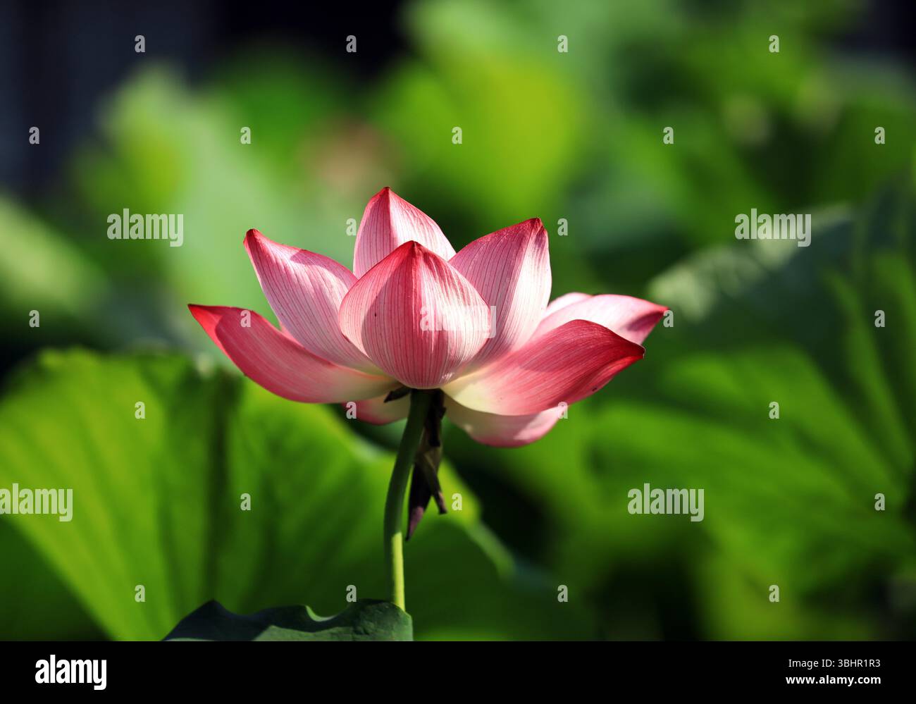 Lotus flowers burst into bloom in Huai'an City, east China's Jiangsu ...