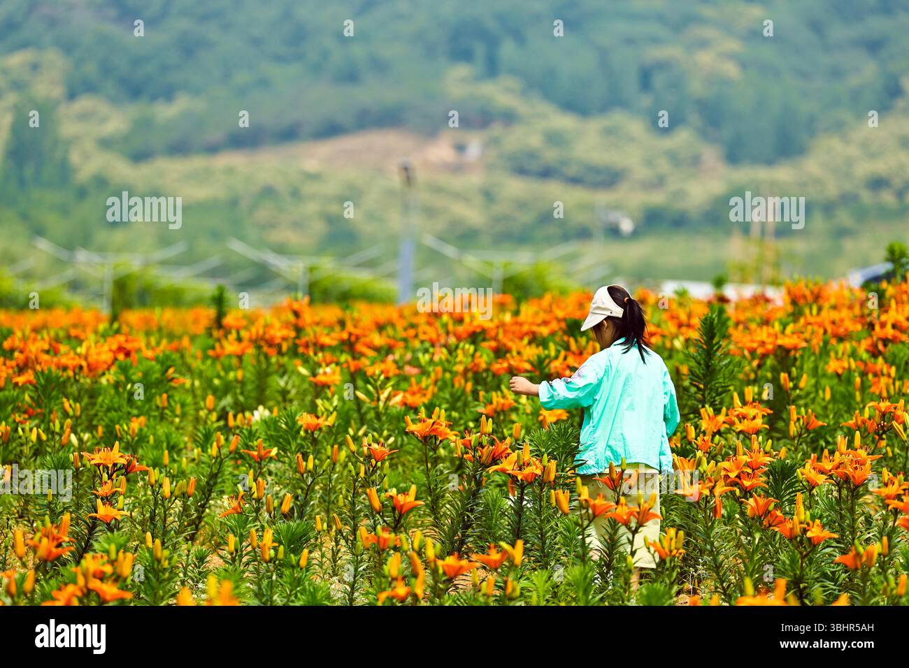 Lily flowers are in full bloom in Rizhao City, east China's Shandong ...