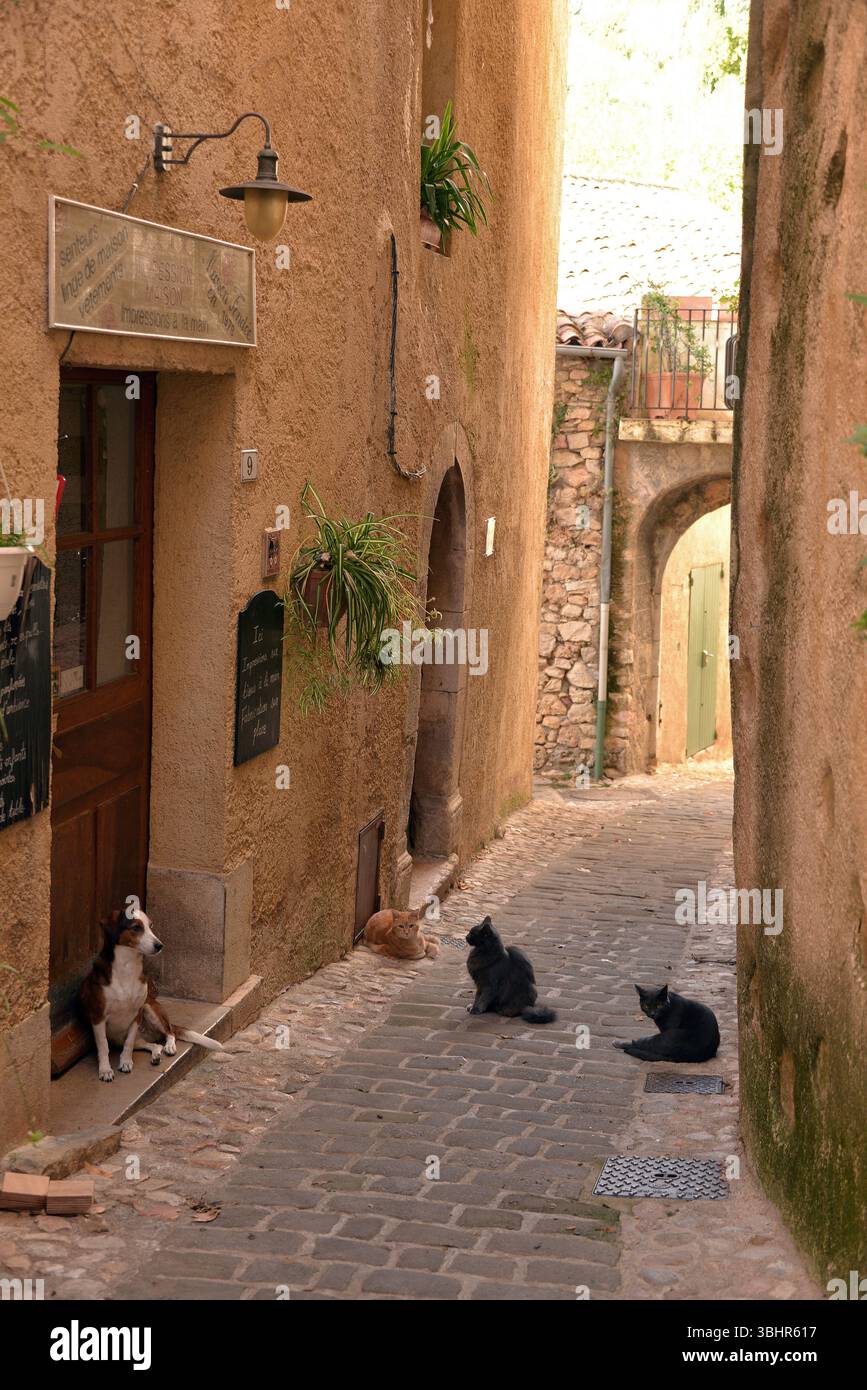 The cats of Seillans, a village of character in the Haut Var Stock ...