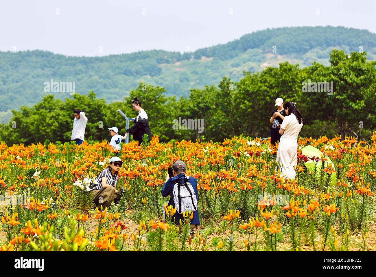 Lily flowers are in full bloom in Rizhao City, east China's Shandong ...