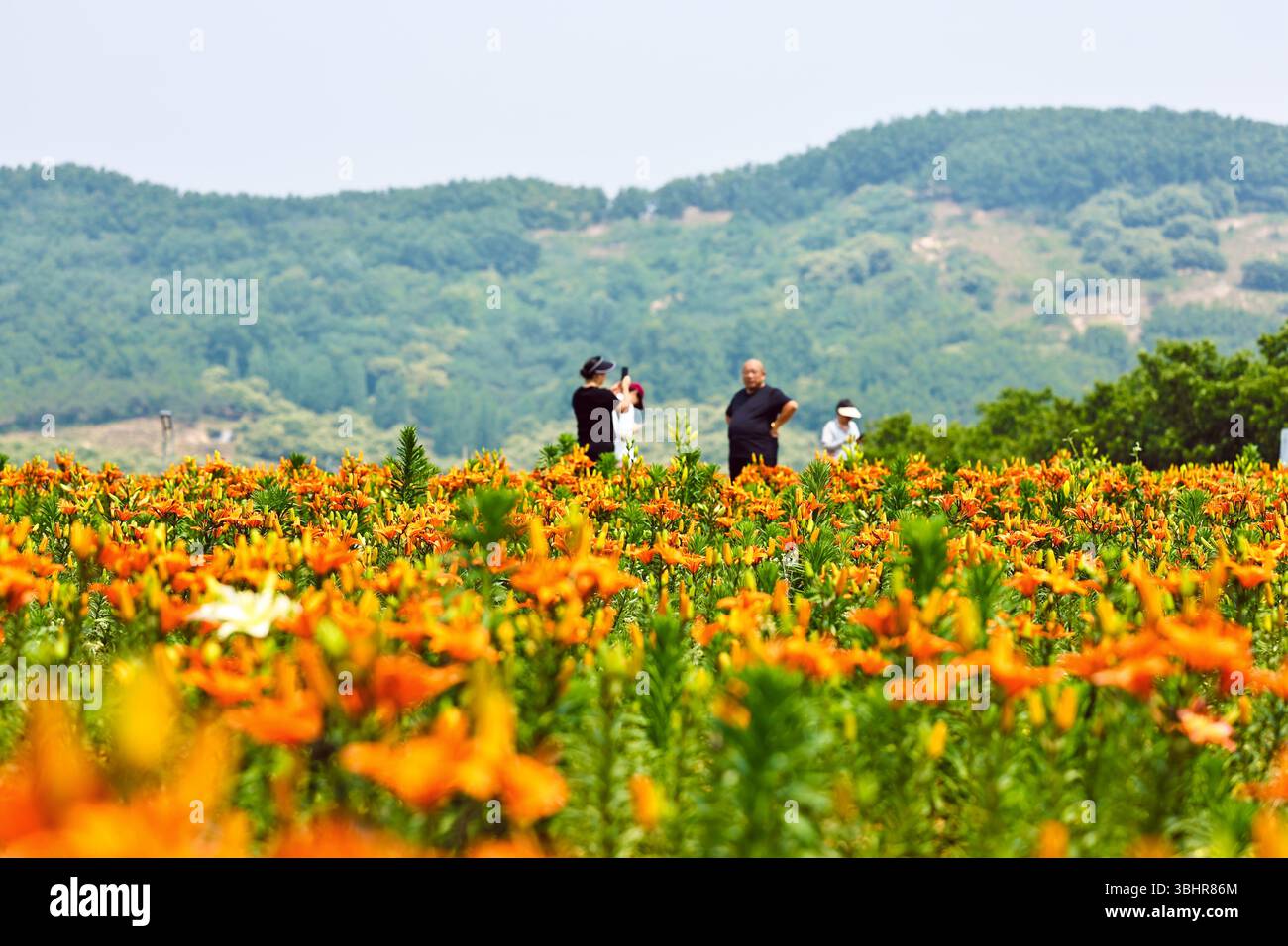 Lily flowers are in full bloom in Rizhao City, east China's Shandong ...