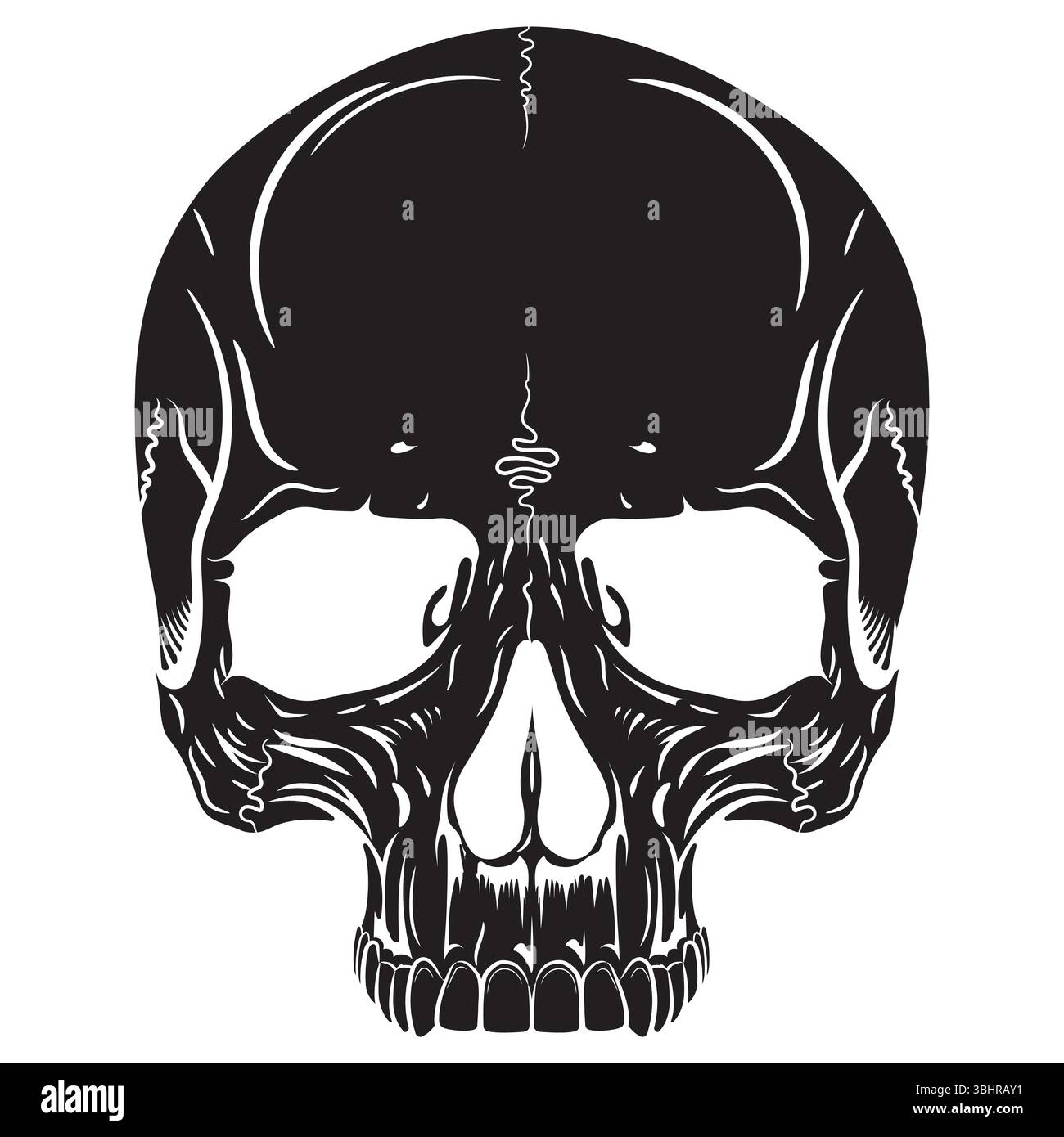 Vintage illustration of human skull Cut Out Stock Images & Pictures - Alamy