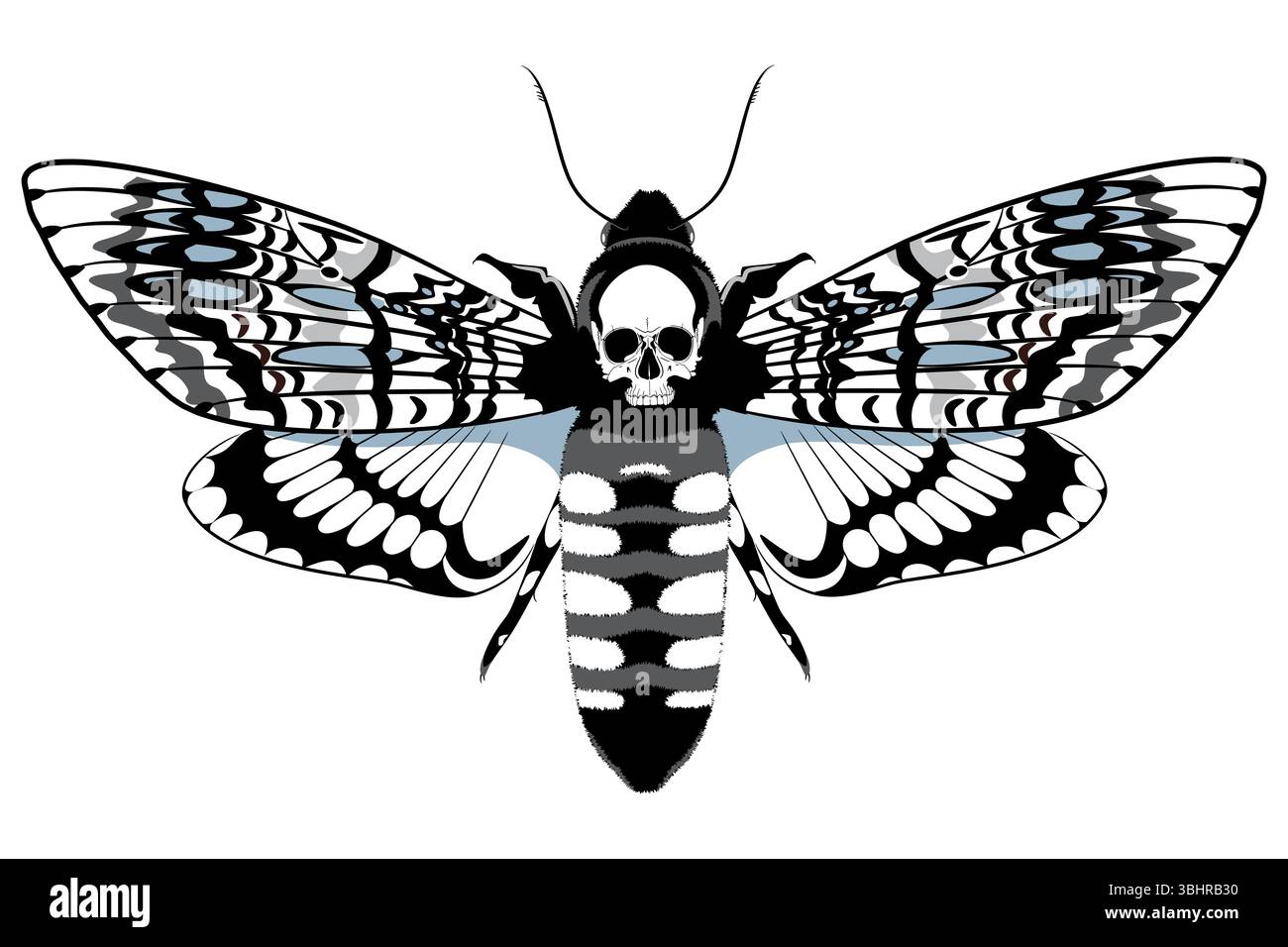Moth dead head Stock Vector Image & Art - Alamy