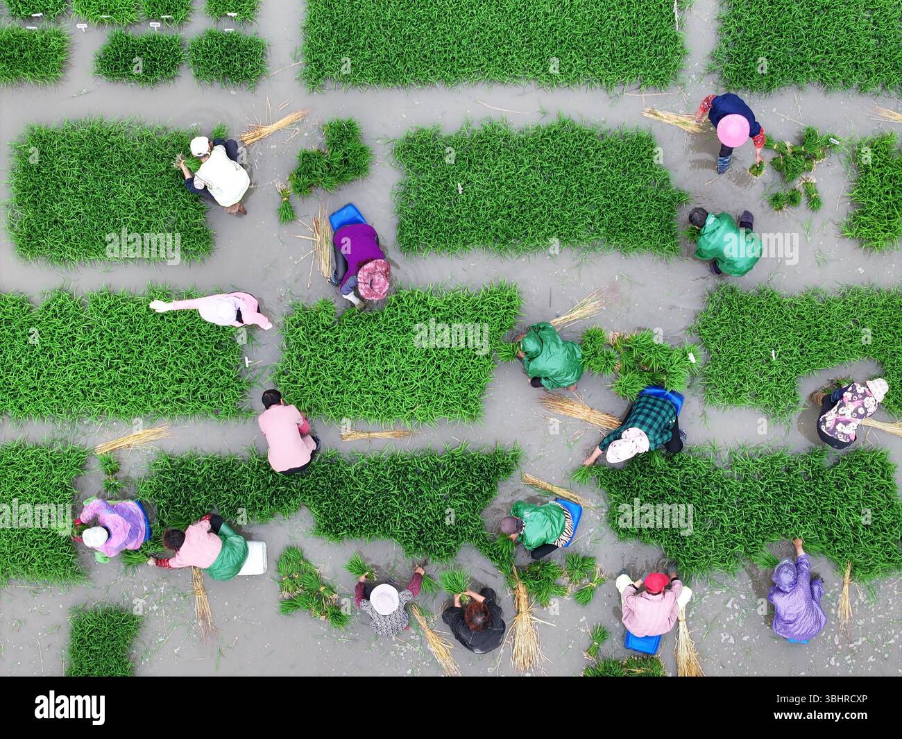 Aerial photo shows farmers transplanting rice seedlings in the paddy ...