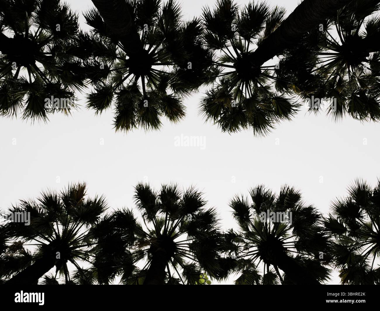 Silhouettes of palm trees on both sides of the frame with a bright ...