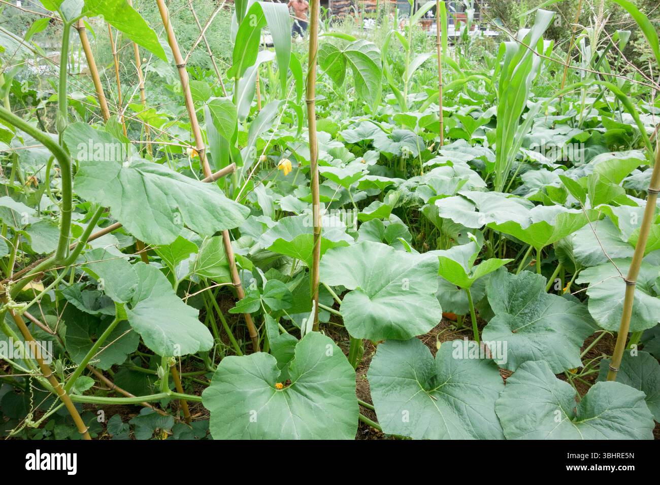 the color green, a common color in plants and nature the color green, a ...