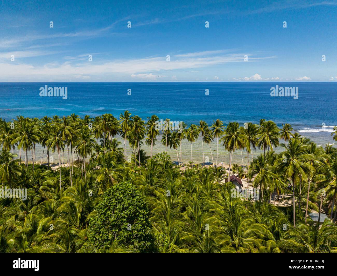 Coconut palm trees in beach. Blue sky and clouds. Mindanao, Philippines ...