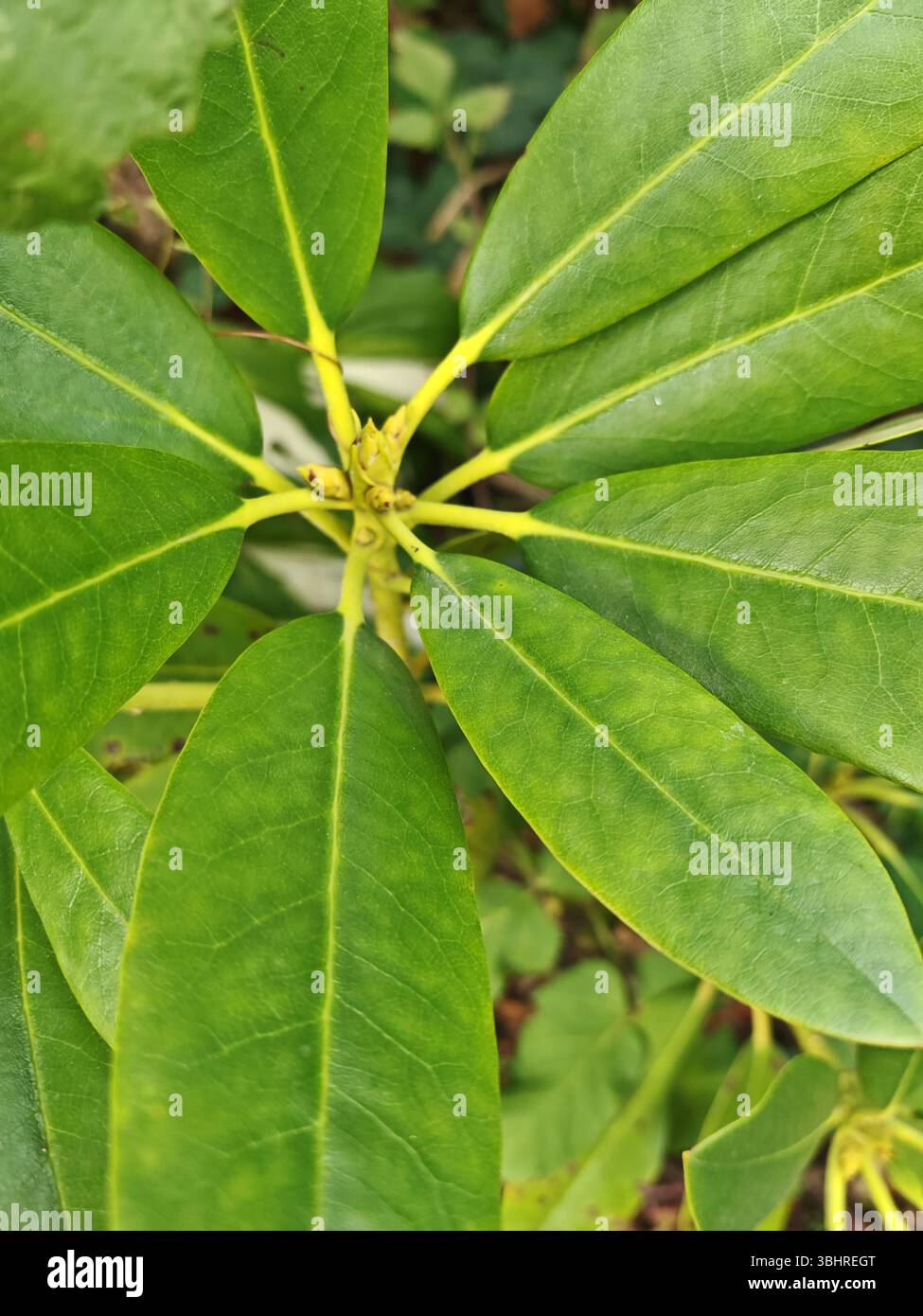 the color green, a common color in plants and nature the color green, a ...