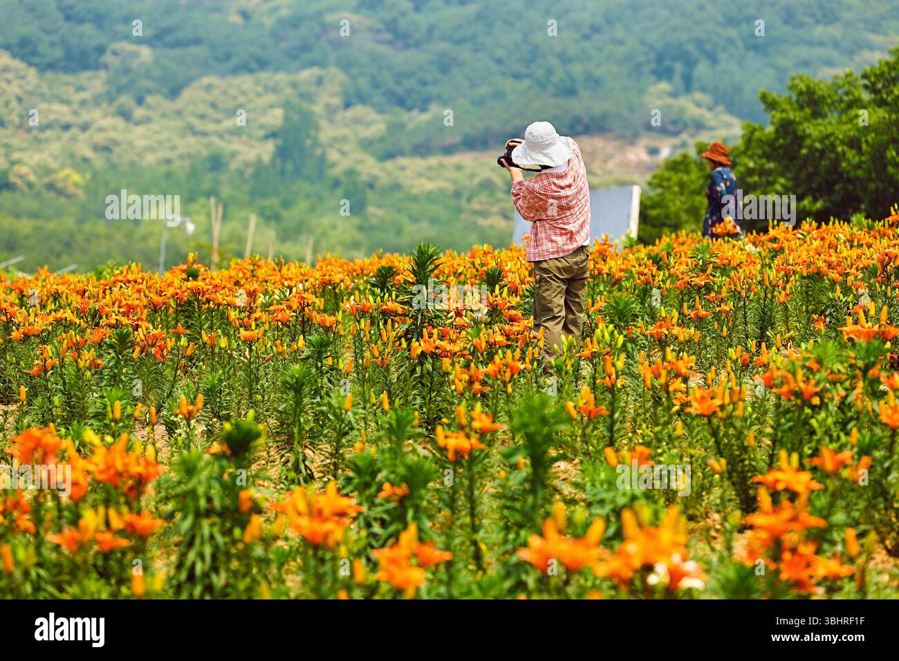 Lily flowers are in full bloom in Rizhao City, east China's Shandong ...