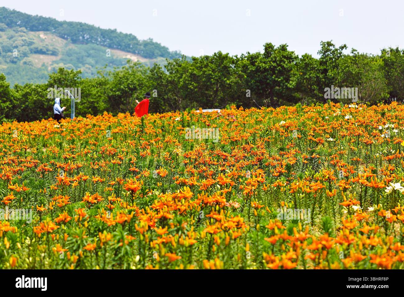 Lily flowers are in full bloom in Rizhao City, east China's Shandong ...