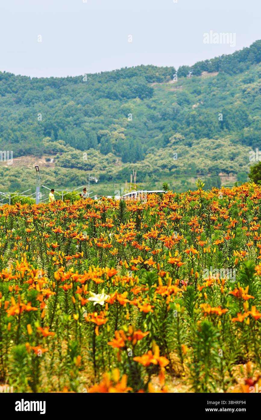 Lily flowers are in full bloom in Rizhao City, east China's Shandong ...