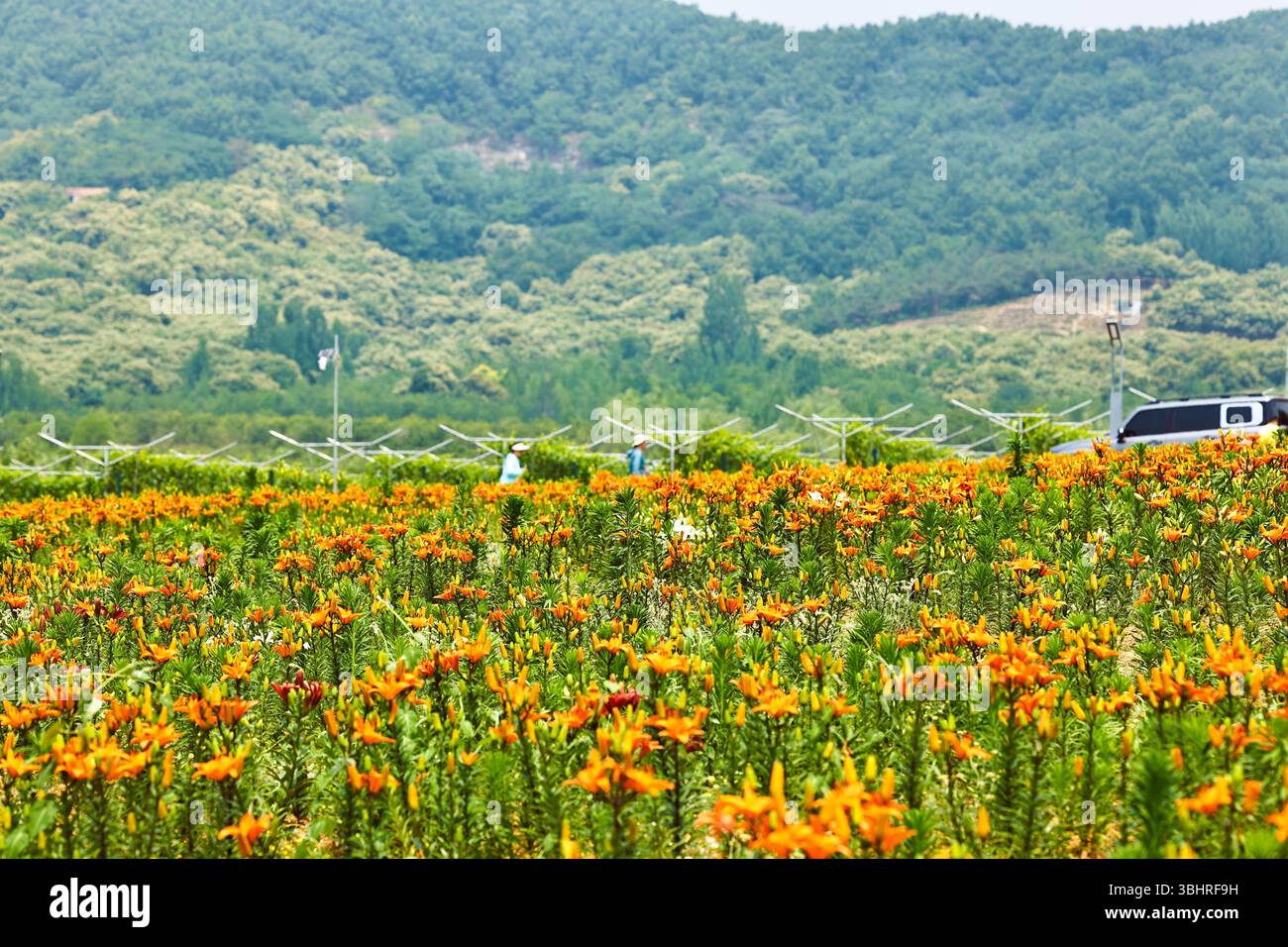 Lily flowers are in full bloom in Rizhao City, east China's Shandong ...