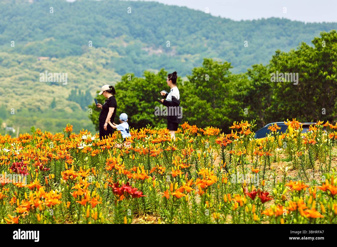 Lily flowers are in full bloom in Rizhao City, east China's Shandong ...