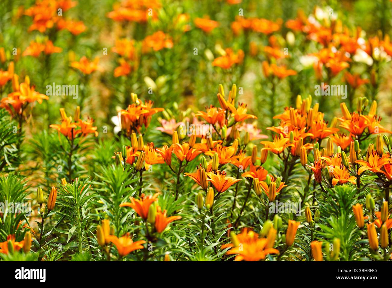 Lily flowers are in full bloom in Rizhao City, east China's Shandong ...
