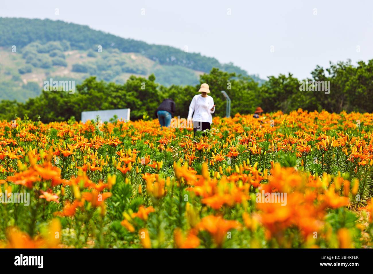 Lily flowers are in full bloom in Rizhao City, east China's Shandong ...
