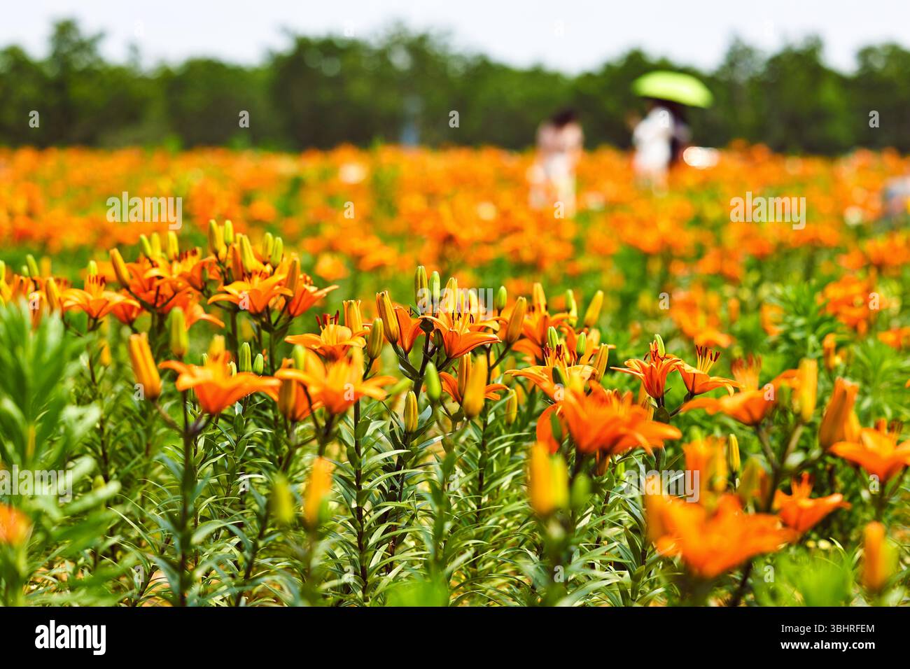 Lily flowers are in full bloom in Rizhao City, east China's Shandong ...
