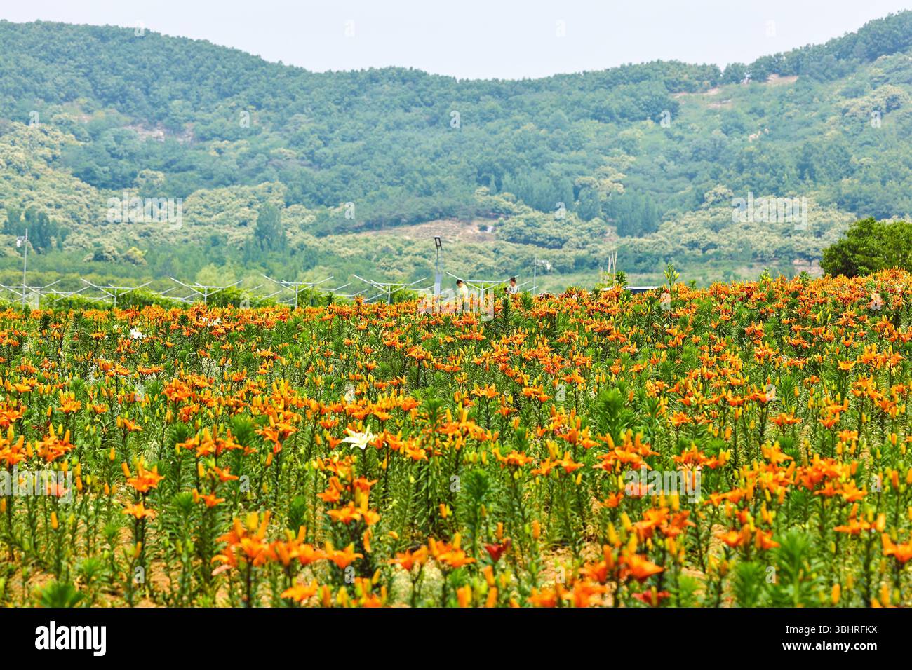 Lily flowers are in full bloom in Rizhao City, east China's Shandong ...