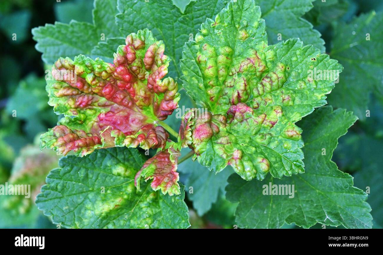 Gallic aphid on the leaves of red currant. The pest damages the currant ...