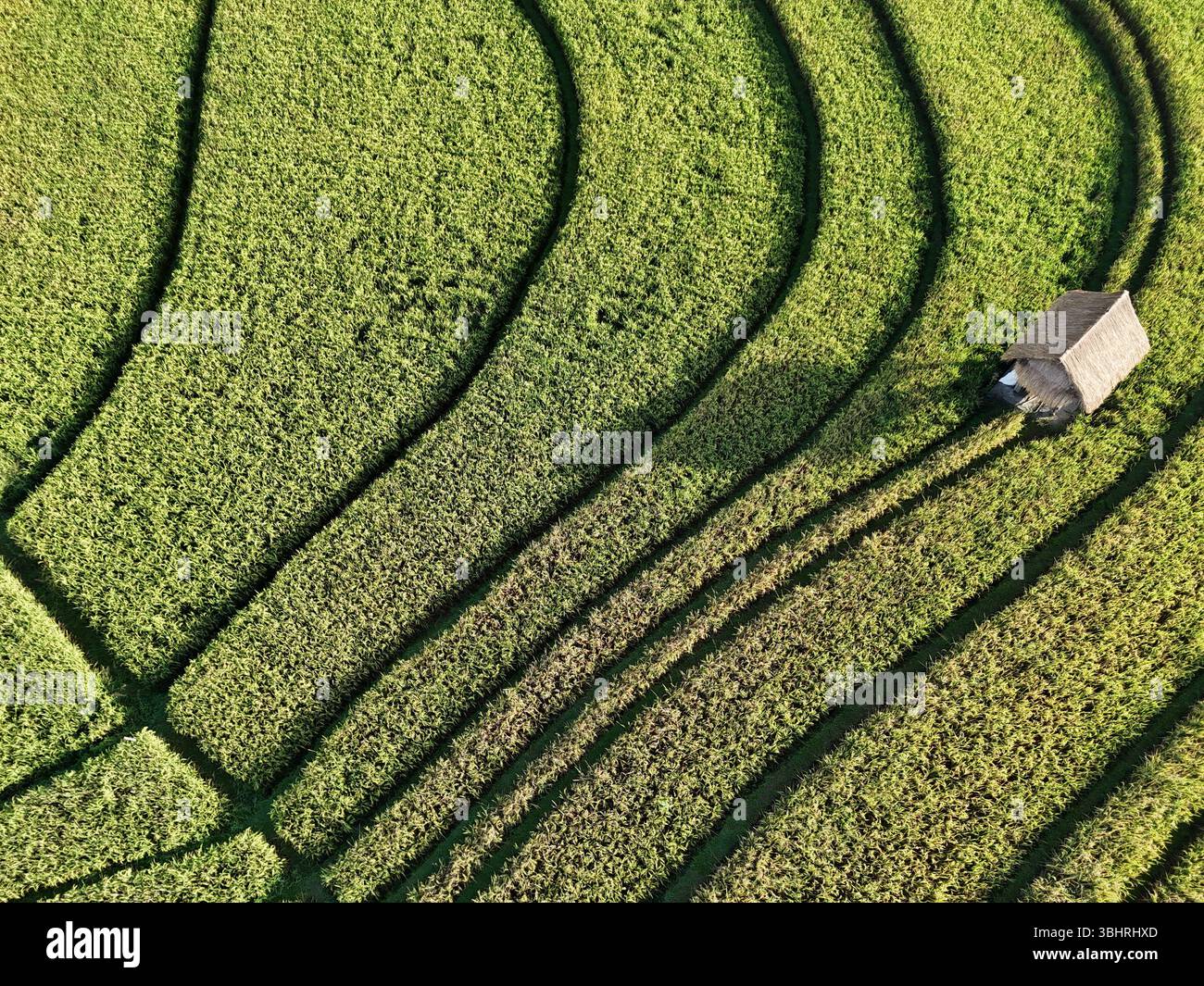 drone aerial view, texture of yellowing rice terraces from above Stock ...